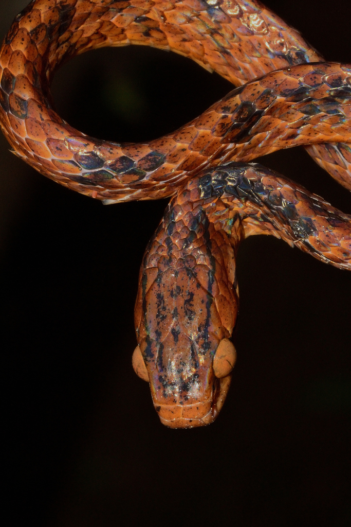 Common Slug Snake from Eaglenest on June 7, 2013 at 03:21 PM by Anurag ...