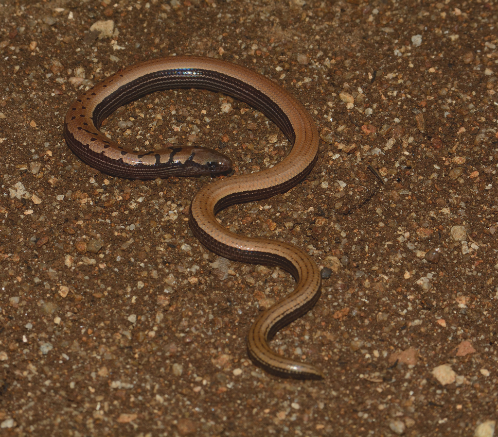 Sepsophis from Buguda, Odisha 761118, India on July 3, 2022 at 09:31 AM ...