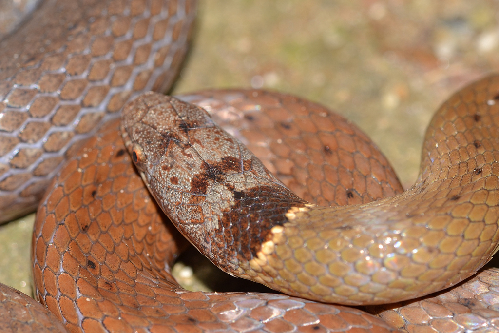 Collared Black-headed Snake from Eaglenest on May 26, 2011 at 05:55 AM ...