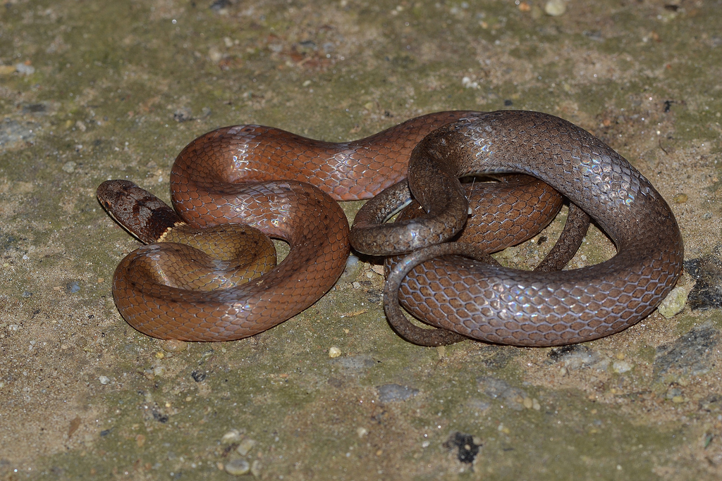 Collared Black-headed Snake from Eaglenest on May 26, 2011 at 05:45 AM ...