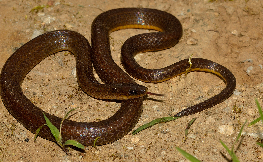 Mountain Worm-eating Snake from Eaglenest on June 16, 2013 at 11:12 AM ...