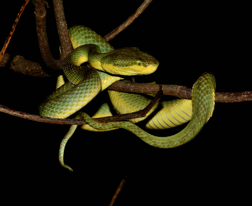 Common Bamboo Viper from Barunei Hill, Odisha 752057, India on July 1 ...
