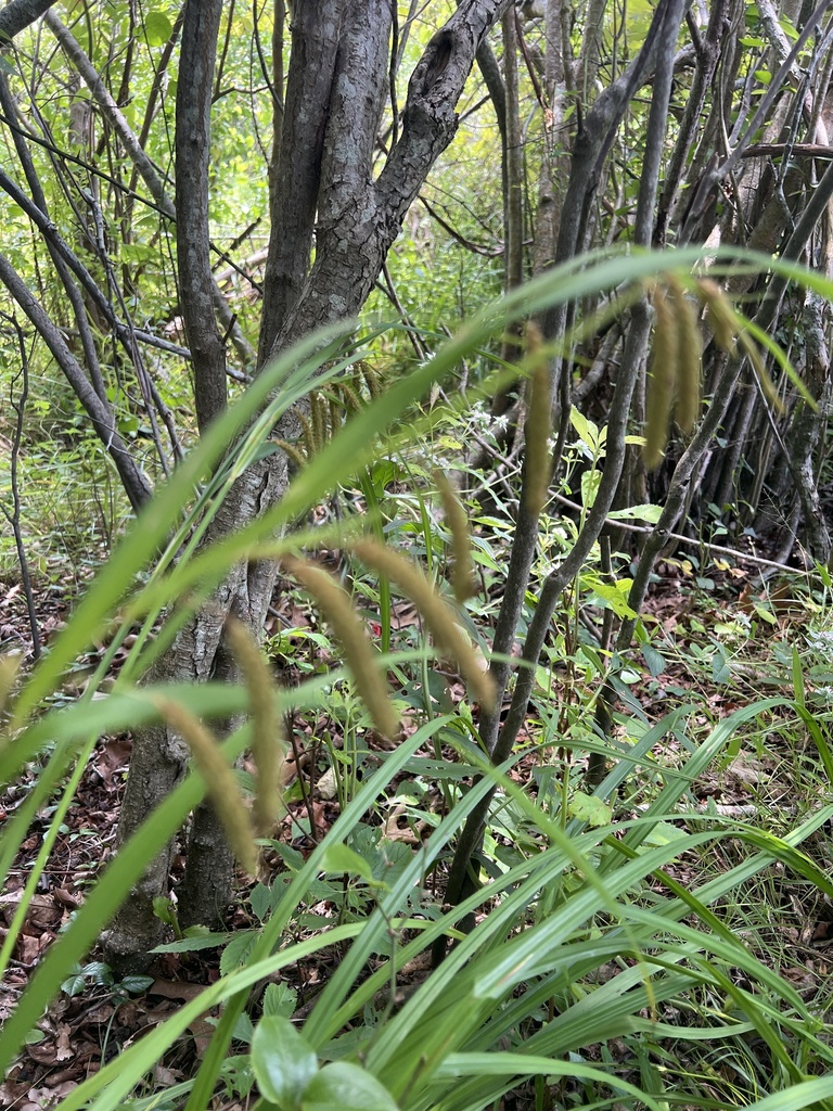 short-hair sedge in July 2023 by vickidoo · iNaturalist
