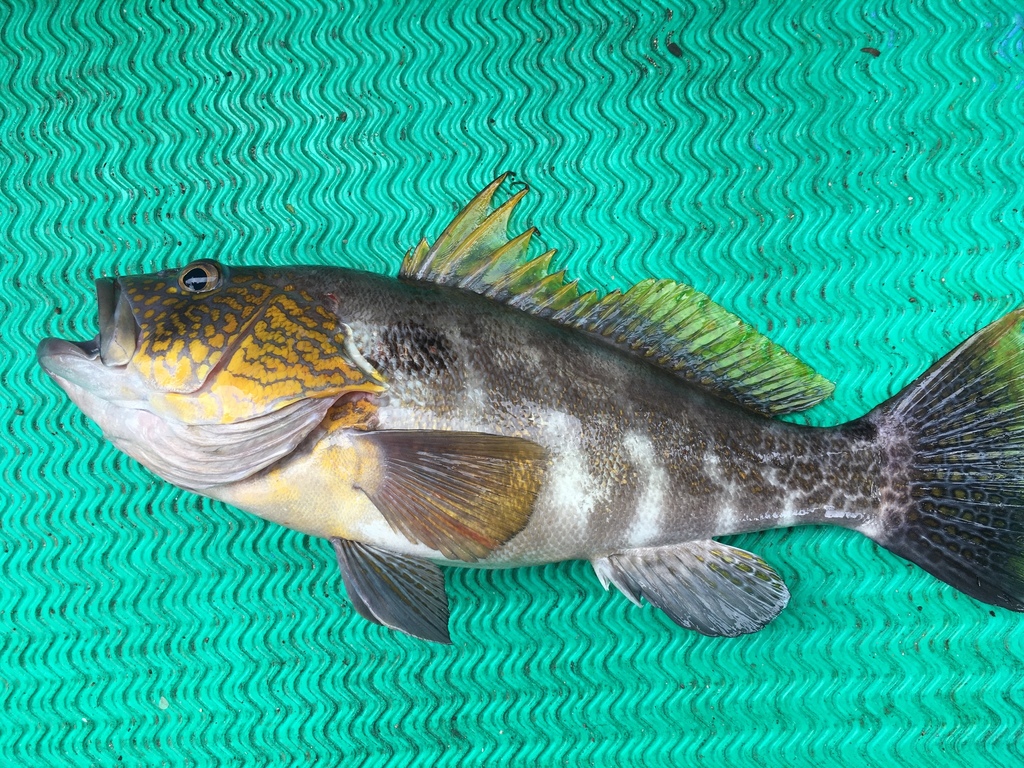 Parrot Sand Bass from Carrillo, Carrillo, Guanacaste, CR on November 4 ...
