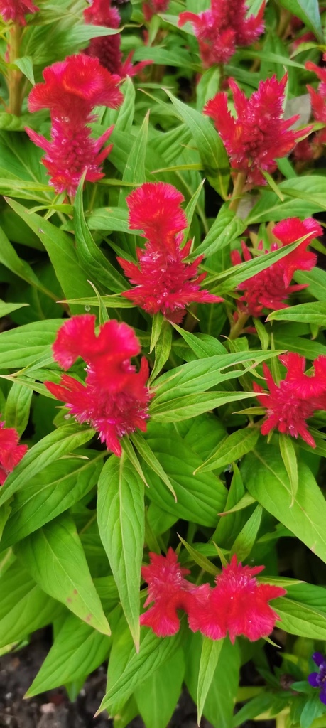 Cockscombs from Lantau Island, Hong Kong on July 29, 2023 at 01:32 AM ...