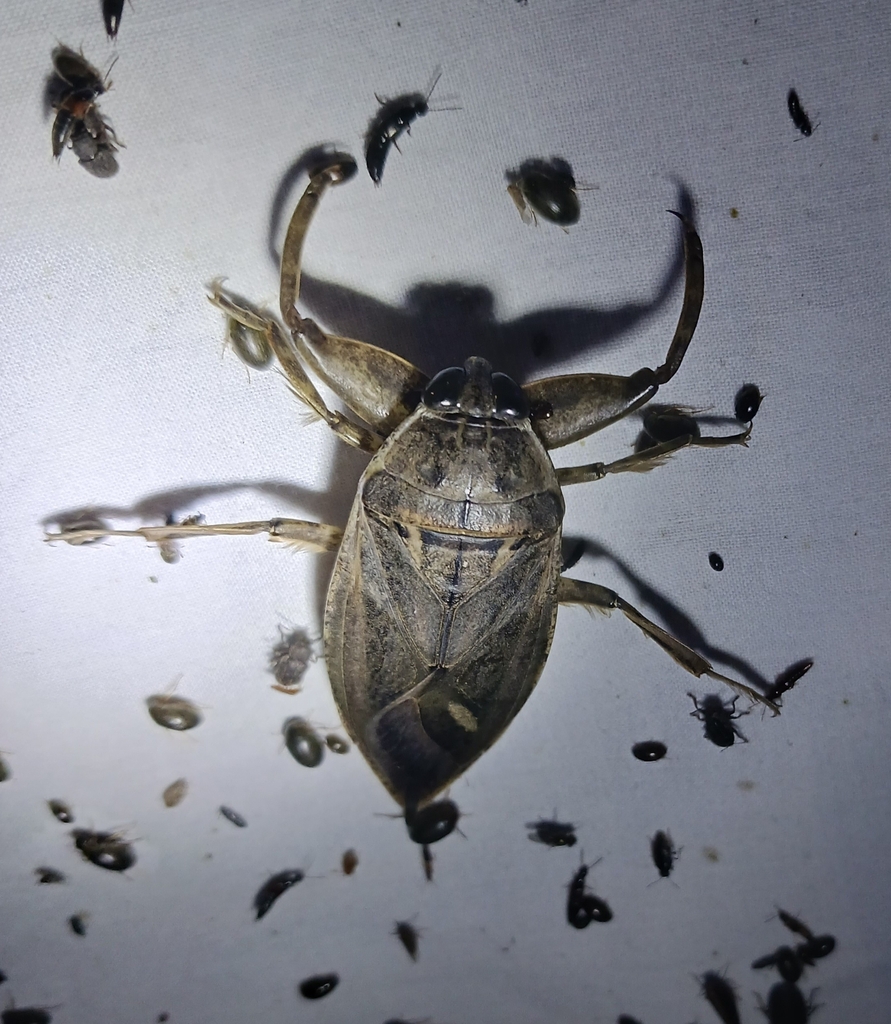 Uhler's Giant Water Bug from Seagoville, TX 75159, USA on July 28, 2023 ...