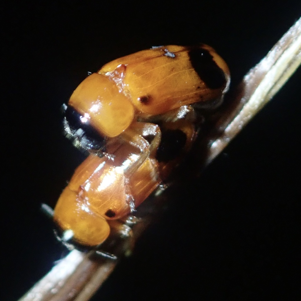 Clytra fasciatopunctata from Sanjay Van, New Delhi, Delhi, India on ...