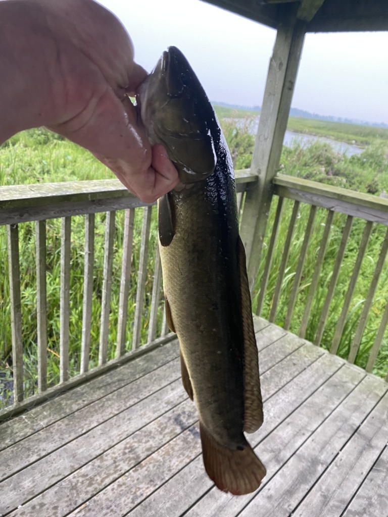 Eyetail Bowfin from Big Creek National Wildlife Area, Norfolk County ...