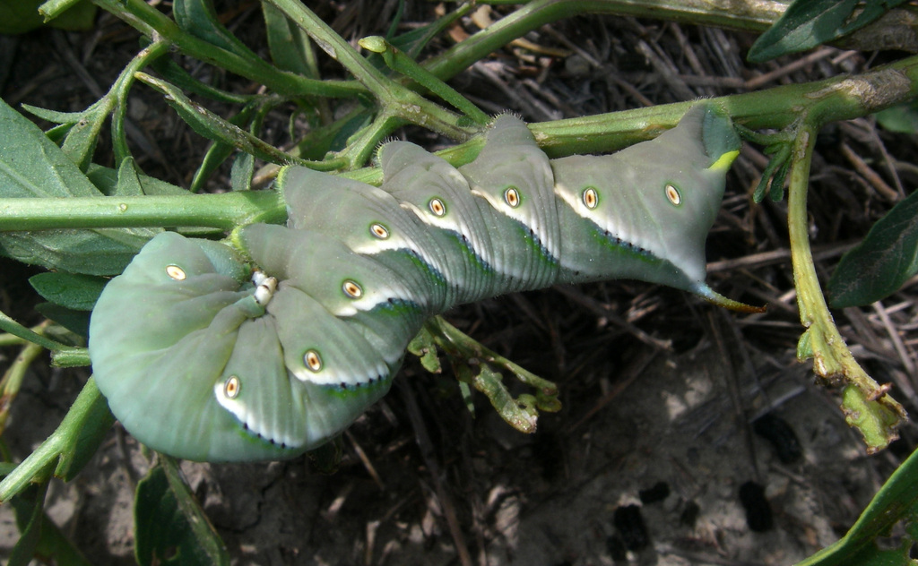 Carolina Sphinx from Pueblo County, CO, USA on May 5, 2008 at 06:49 PM ...