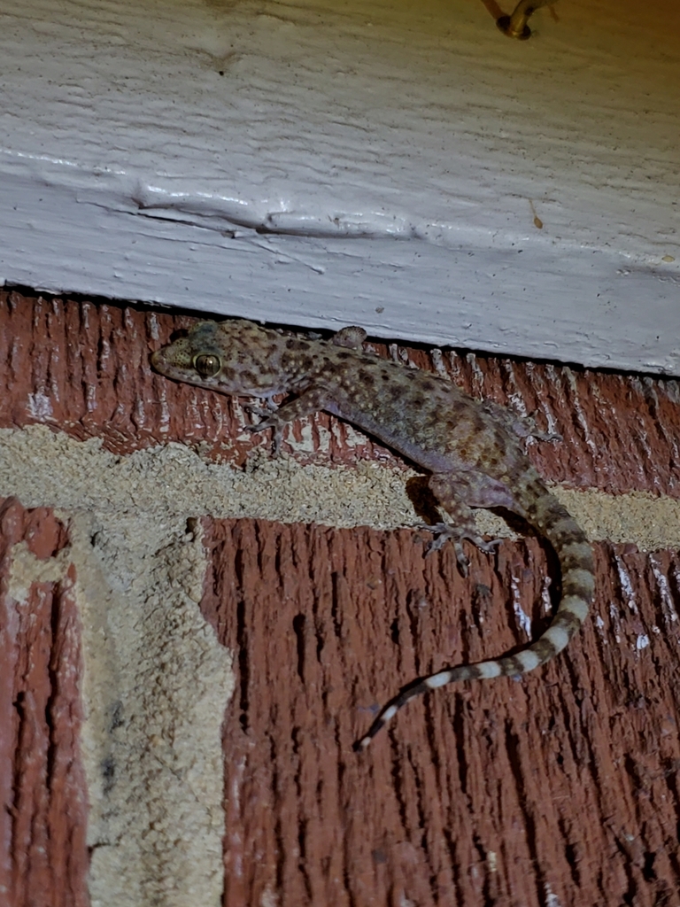 Mediterranean House Gecko from Sheffield Park, Charlotte, NC, USA on ...