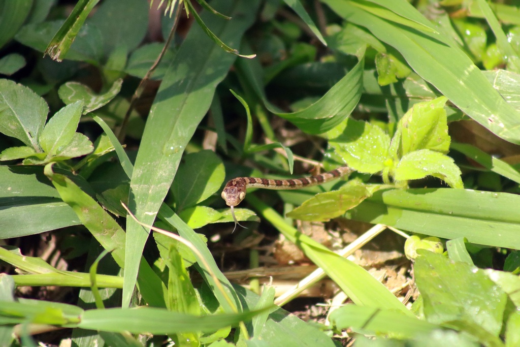 Central American Tree Snake from Parque La Libertad, San José, Cartago ...
