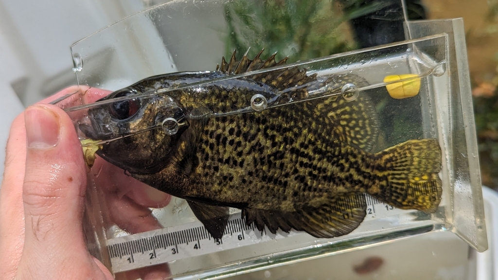 Shadow Bass from Floyd County Health Department on July 29, 2023 at 01: ...