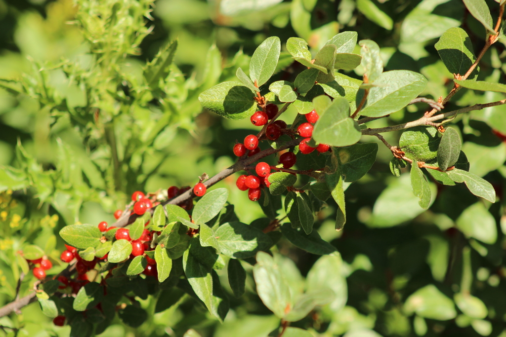 Canadian buffalo-berry from Teton Range, Wyoming 83414, USA on July 26 ...