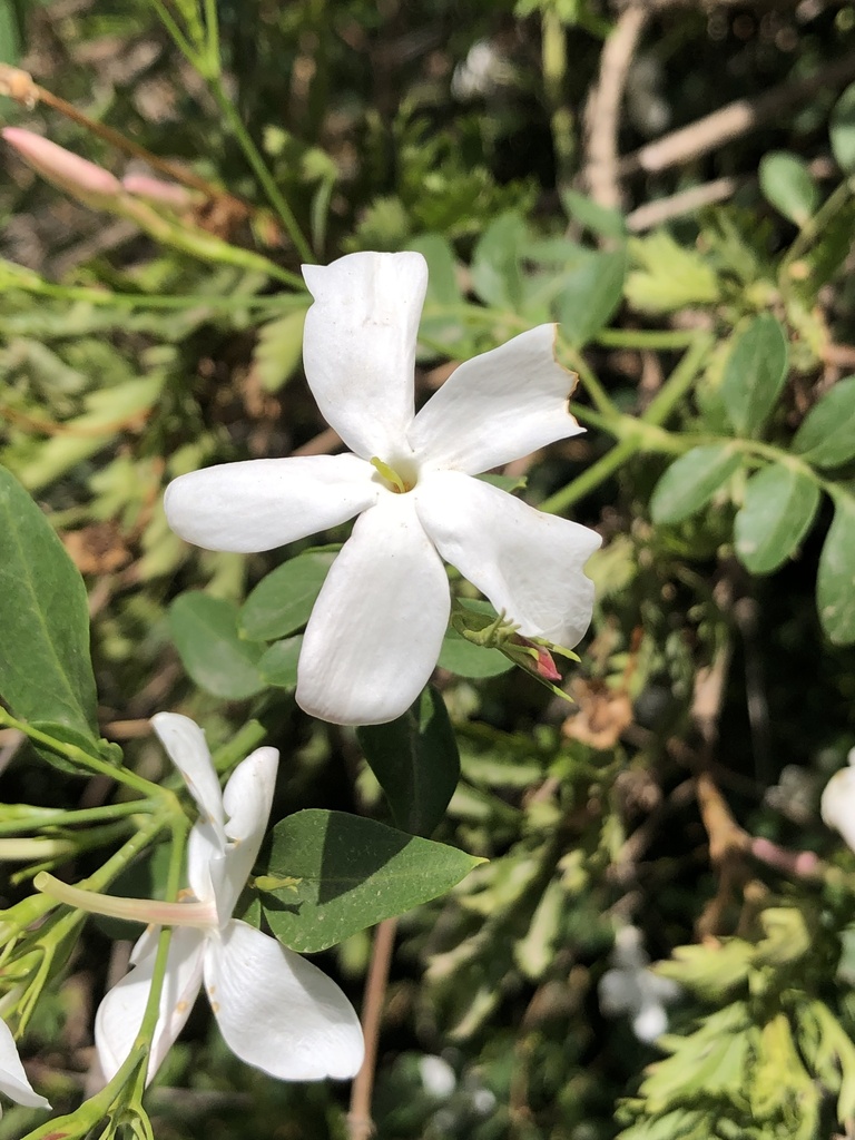 Common Jasmine from Sección Viveros, Villas Campestre, Baja California ...