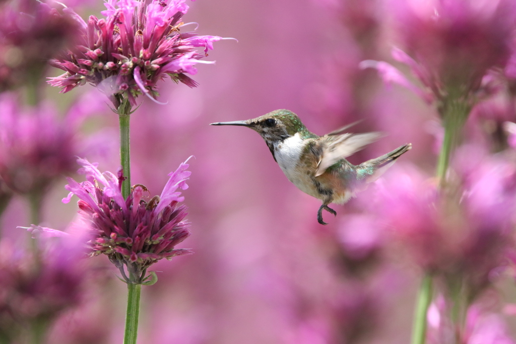 Bumblebee Hummingbird from Bosque de Chapultepec II Secc, 11100 Ciudad ...