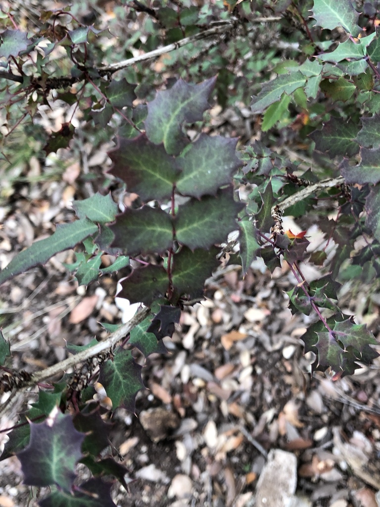 Texas Barberry from 891 Sycamore Creek Dr, Dripping Springs, TX, US on ...