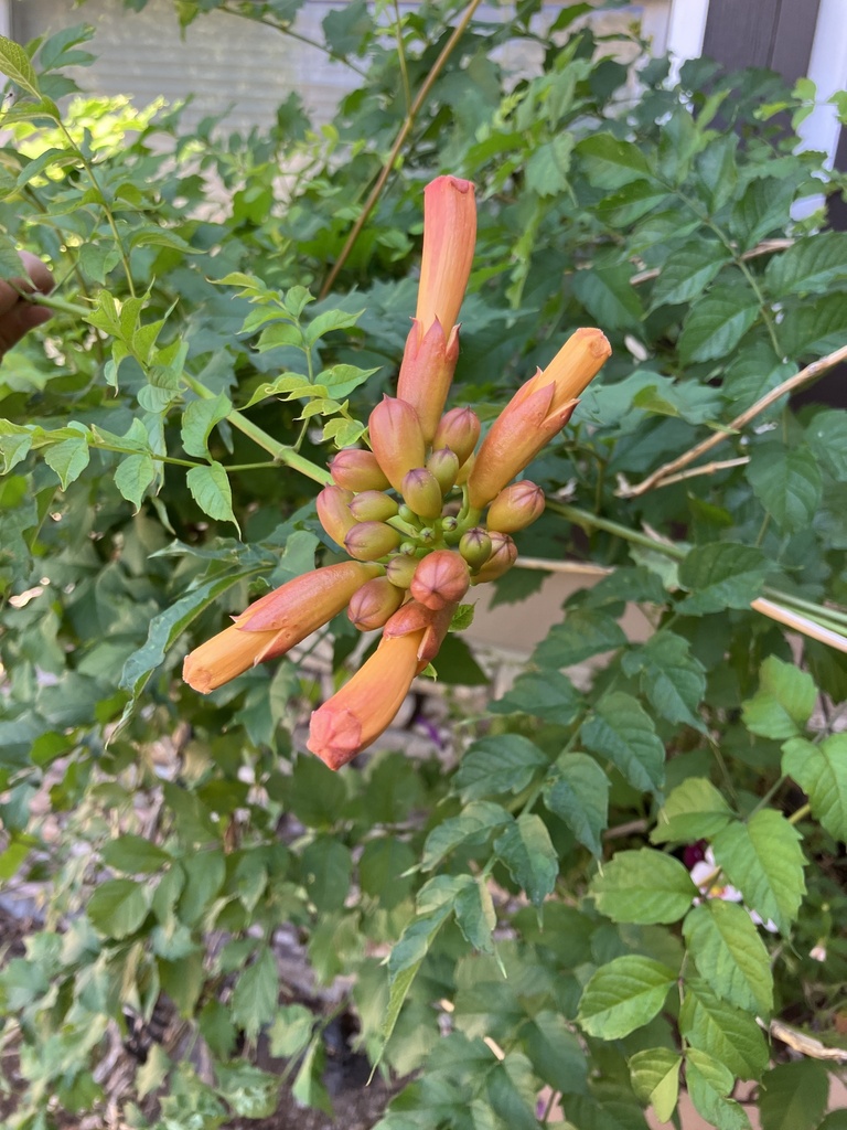 American trumpet vine from Poly Dr, Billings, MT, US on July 29, 2023 ...