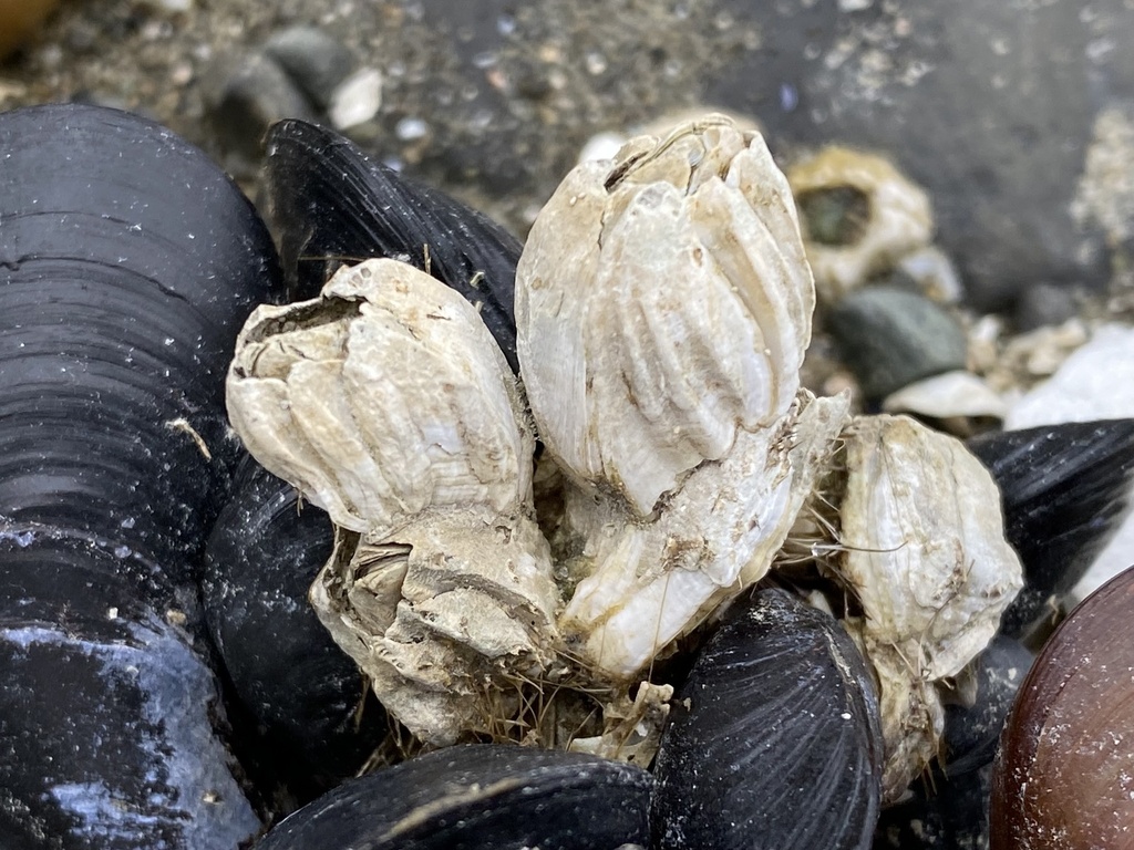 Pacific Acorn Barnacle from Saratoga Passage, Greenbank, WA, US on July ...