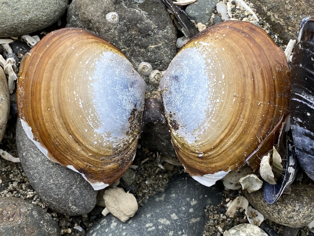 Purple Mahogany Clam from Saratoga Passage, Greenbank, WA, US on July ...