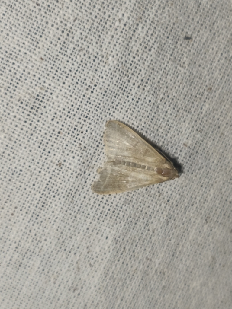 Simplicia cornicalis from Line 4, Plot No. 40, Hosur Inner Ring Rd, AVS ...