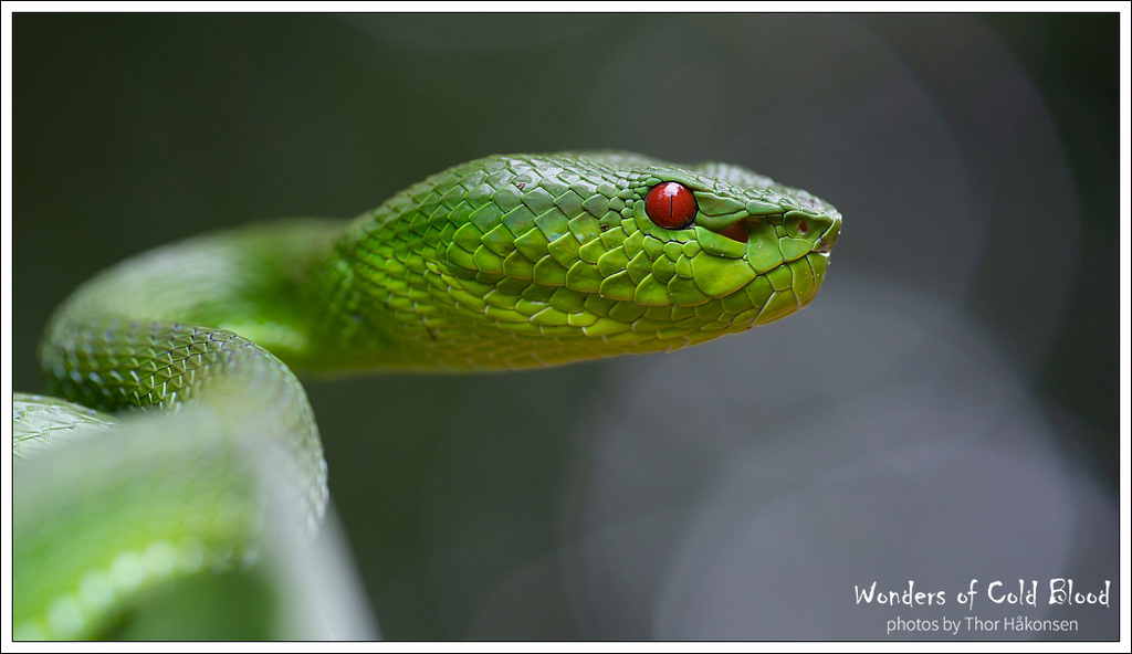 Pope’s Tree Viper from Huai Mae Priang, Kaeng Krachan District ...