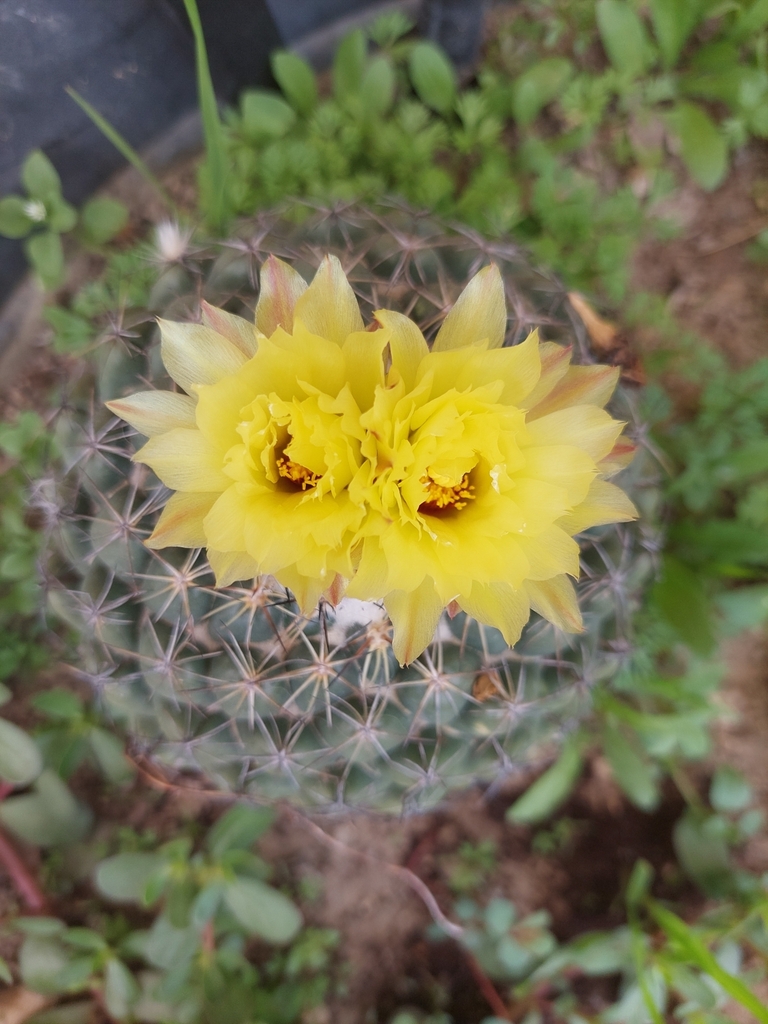 Coryphantha in April 2023 by Damaris Esquivel · iNaturalist