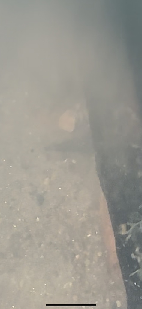 Sharpnose Darter in July 2023 by Lucas Wilson · iNaturalist