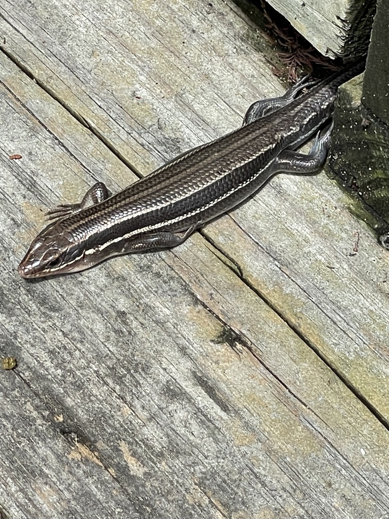 Toothy Skinks from Greenfield Park, Wilmington, NC, US on July 29, 2023 ...