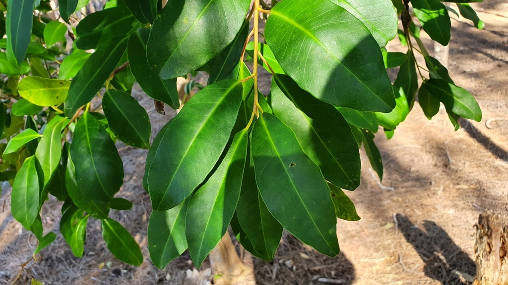 flowering plants from Welsby QLD 4507, Australia on July 30, 2023 at 10 ...