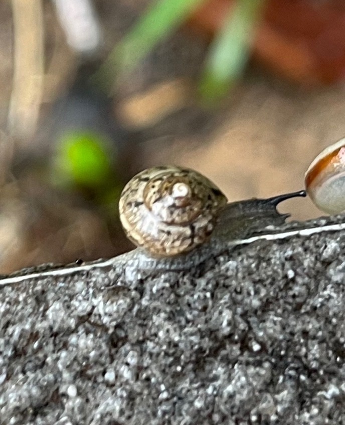 Acusta ravida in July 2023 by Hongda · iNaturalist