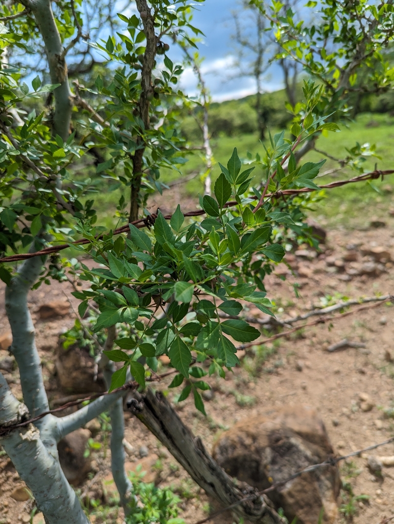 Mexican Frankincense from 48544 Jal., México on July 29, 2023 at 03:25 ...