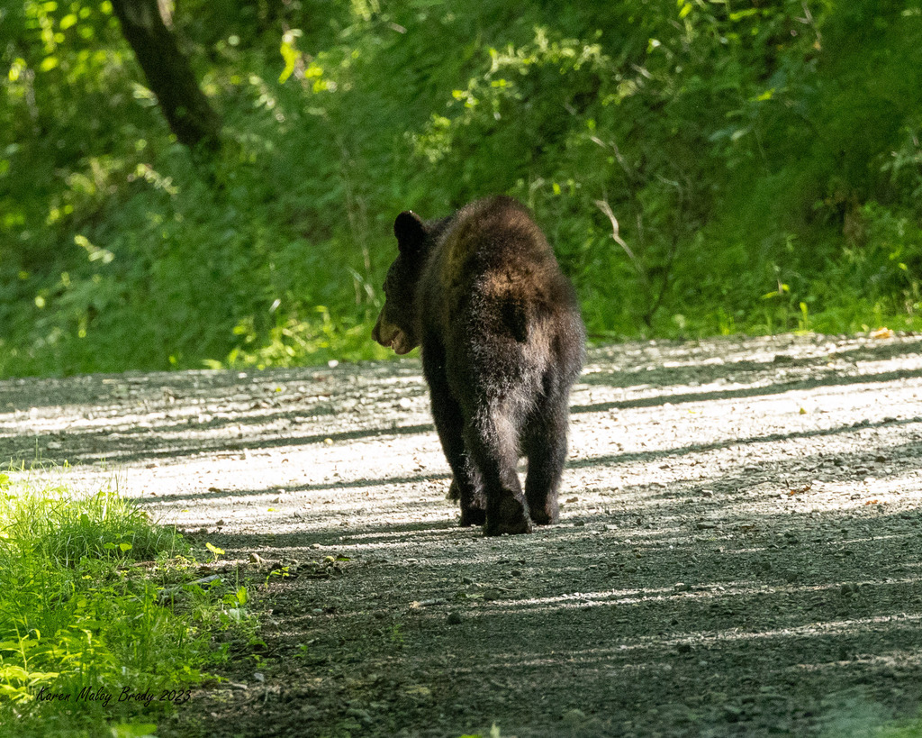 American Black Bear from Lenape Ln, New Paltz, NY, US on July 10, 2023 ...