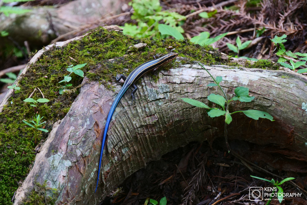 Japanese Skink from Sakyo Ward, Kyoto, Japan on July 18, 2023 at 11:26 ...