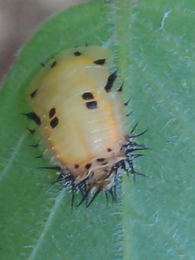 Asian Spotted Tortoise Beetle from 600台灣嘉義市鹿寮里 on July 29, 2023 at 02: ...
