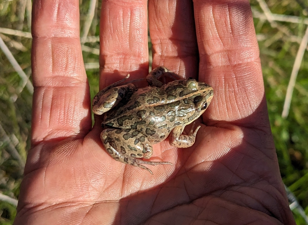 Spotted Grass Frog from Wodonga VIC 3690, Australia on July 30, 2023 at ...