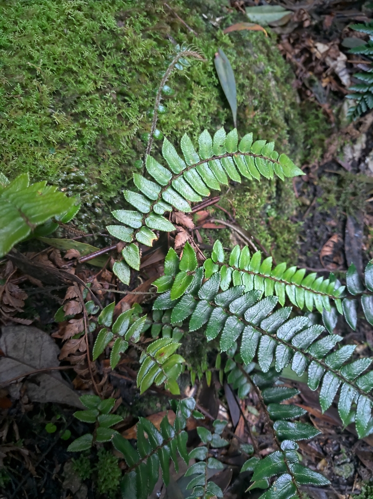 Sickle Fern from Trowutta on July 27, 2023 at 04:10 PM by Justine ...