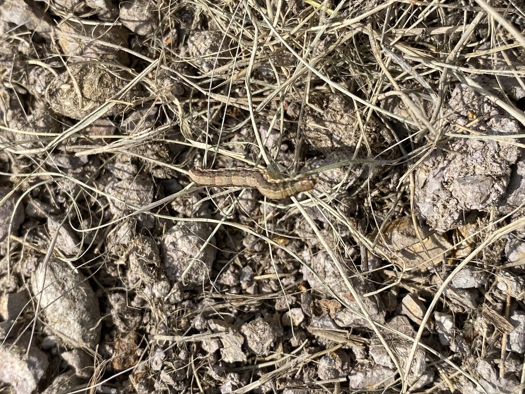 Butterflies and Moths from Nebraska National Forest, Long Valley, SD ...