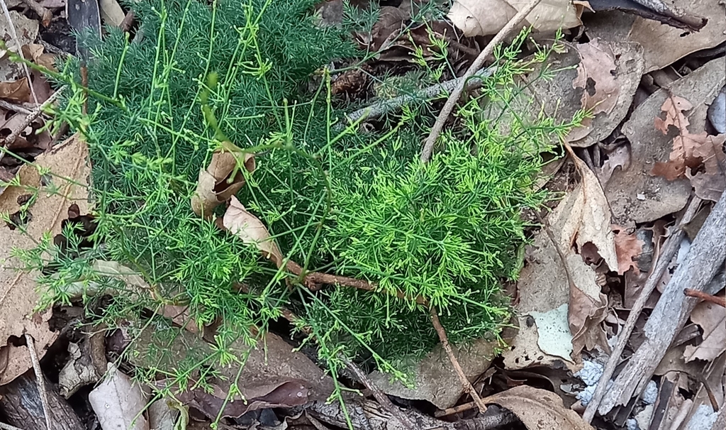 African Asparagus from Muirlea QLD 4306, Australia on July 30, 2023 at ...