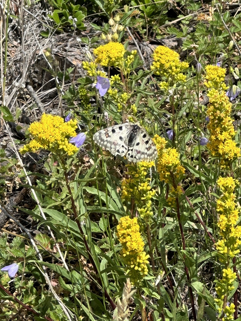 Rocky Mountain Parnassian from Mount McConnel, Bellvue, CO, US on July ...