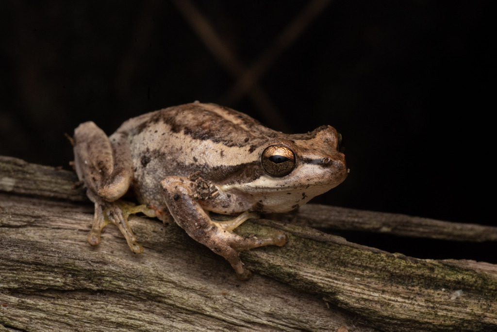 Jervis Bay Tree Frog from Redhead NSW 2290, Australia on July 29, 2023 ...