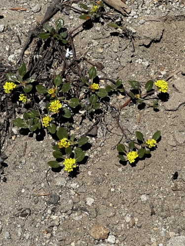 galash's Identifications · iNaturalist