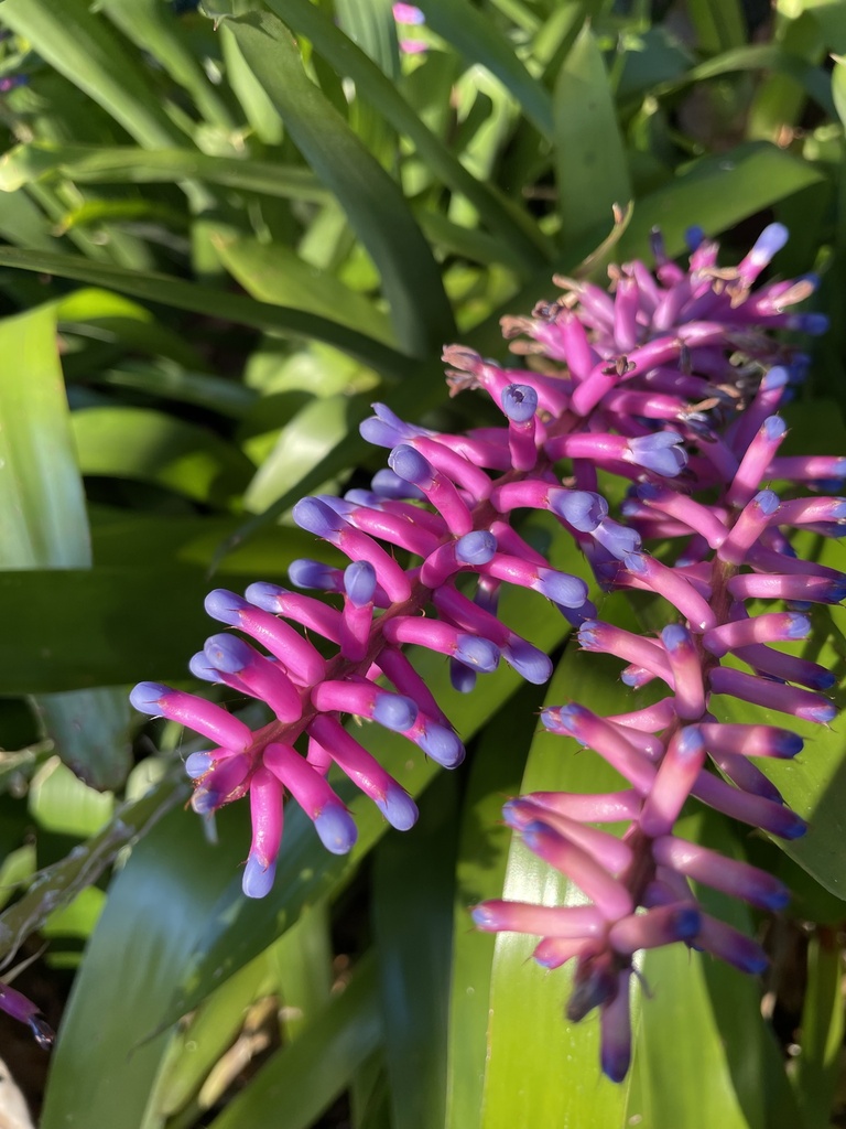 matchstick bromeliad from Duffys Forest, Duffys Forest, NSW, AU on July ...