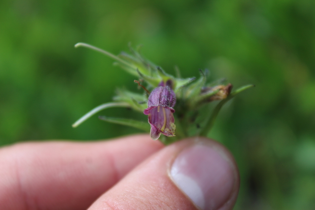 Whipple's penstemon from Sublette County, WY, USA on July 23, 2023 at ...