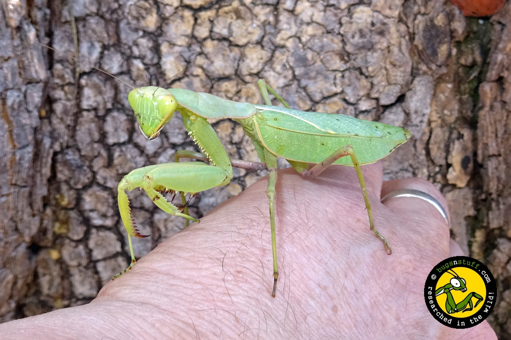 Common Green Mantis from Itezhi-Tezhi, Zambia on July 07, 2023 at 11:35 ...