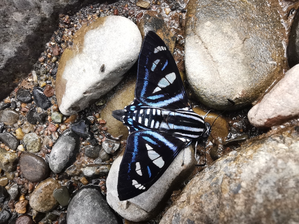 Zonara Skipper from Province de Mariscal Cáceres, Pérou on July 5, 2022 ...