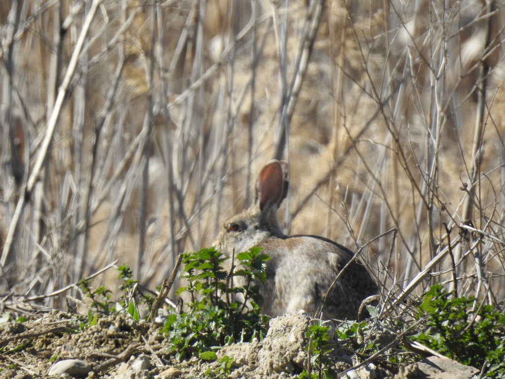 European Rabbit in February 2018 by José Miguel Sola · iNaturalist