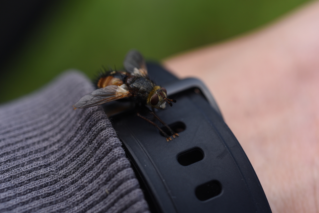 Tachinini from Altanbulag, Mongolia on July 22, 2023 at 01:58 PM by ...