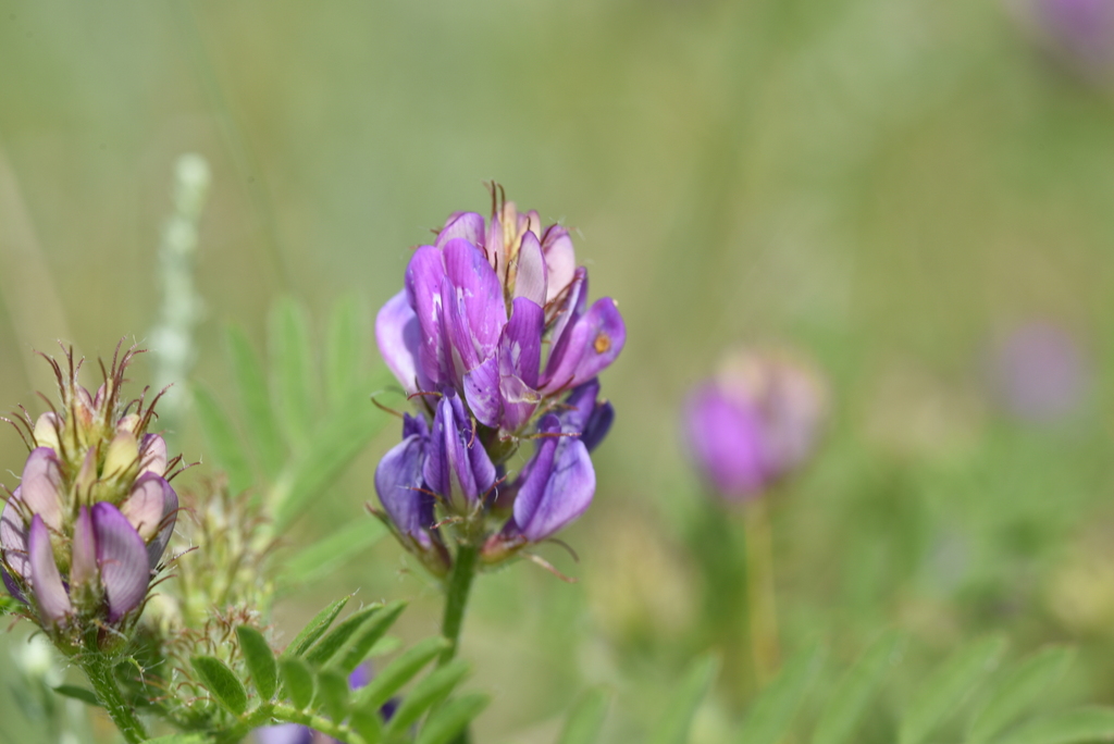 Astragalus davuricus from Altanbulag, Mongolia on July 23, 2023 at 11: ...