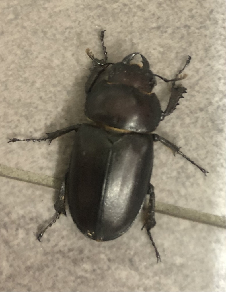 Lucaninae in July 2023 by Ying Chao Liao · iNaturalist