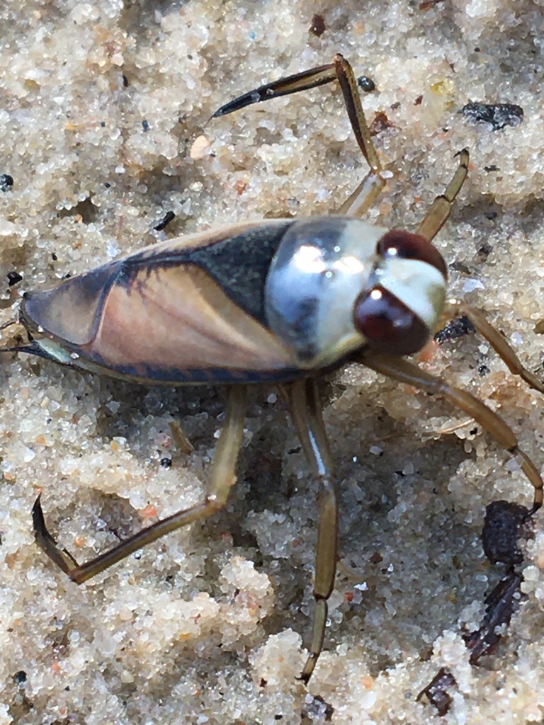 Greater Water Boatman from Ropažu pag., Rīga, LV on July 30, 2023 at 10 ...